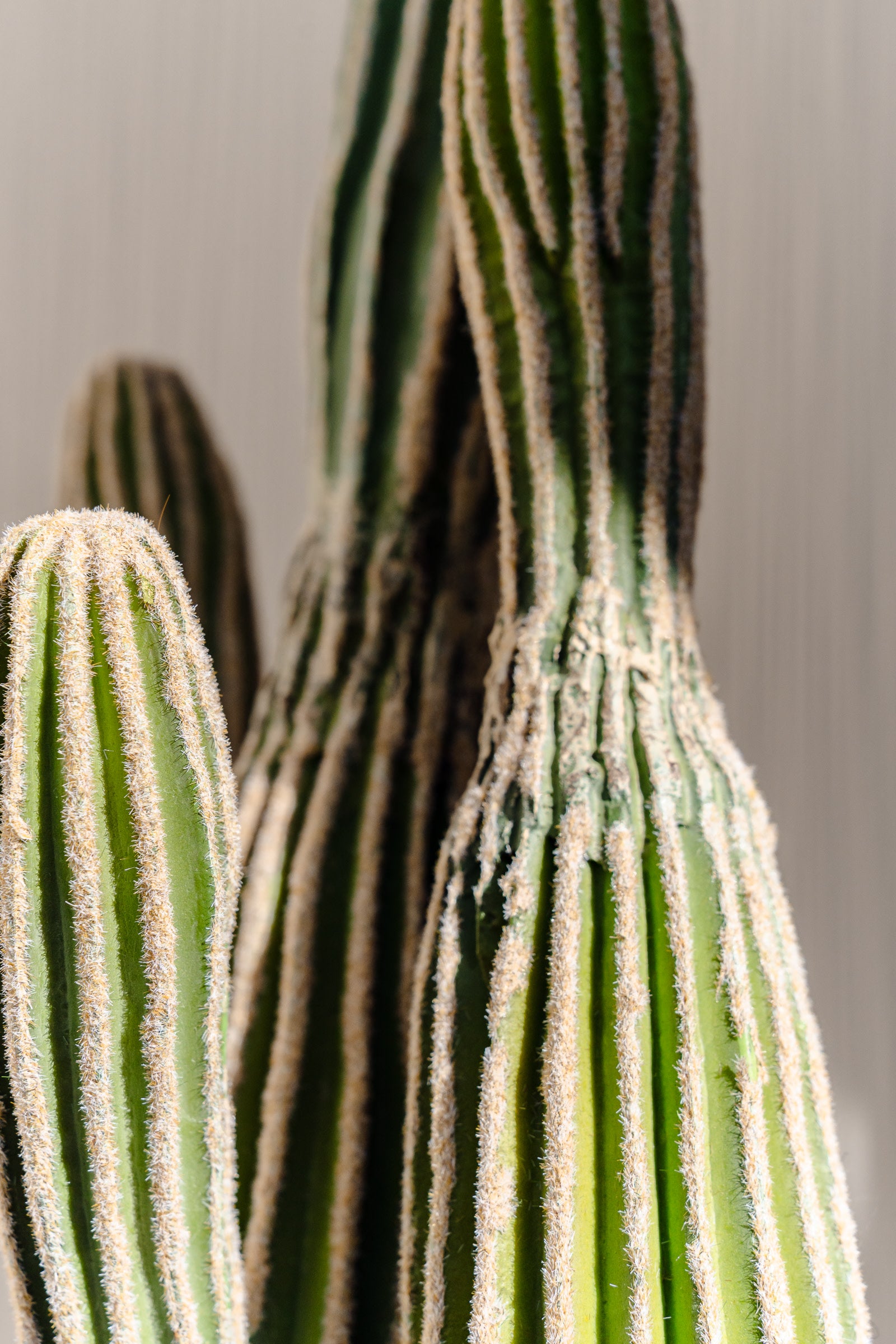 Artificial Saguaro Cactus in Garden Pot - 152cm I Rogue – Rogue Home